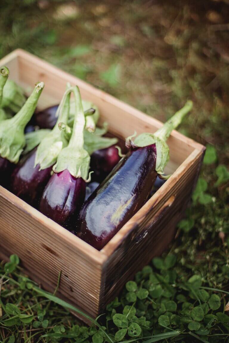 E Foods: 32 Foods That Start With 'E' - The Michigan Dietitian